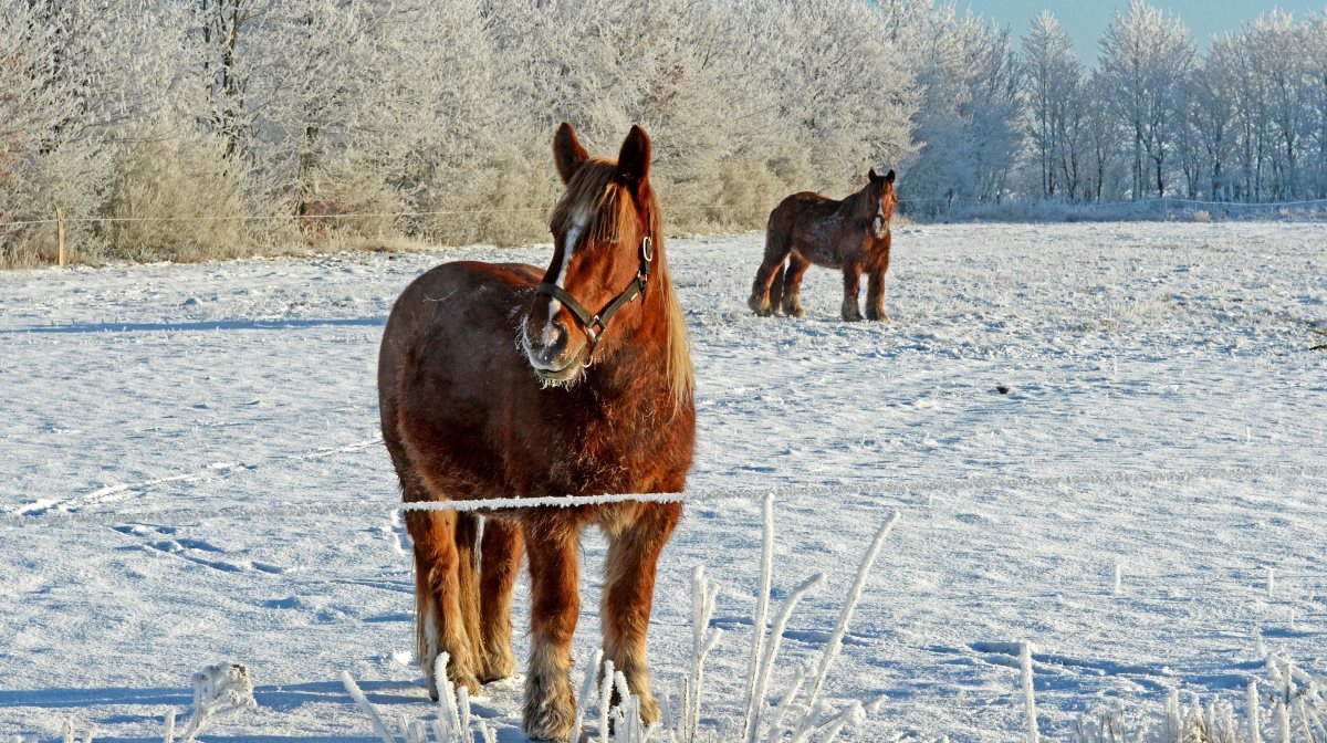 Vinterfodring af heste