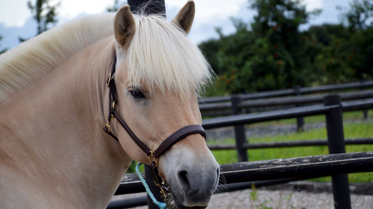 Nu skal dyrlægen udelukke heste fra konsum via en app