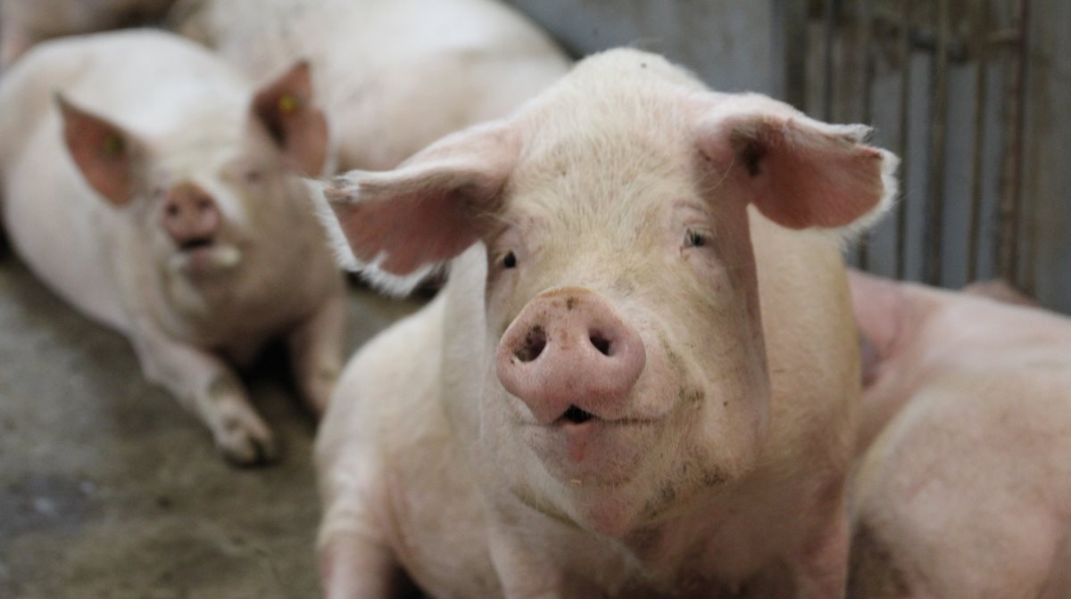 Kendt landbrugsinvestor vil effektivisere sin so-bestand ved at ...