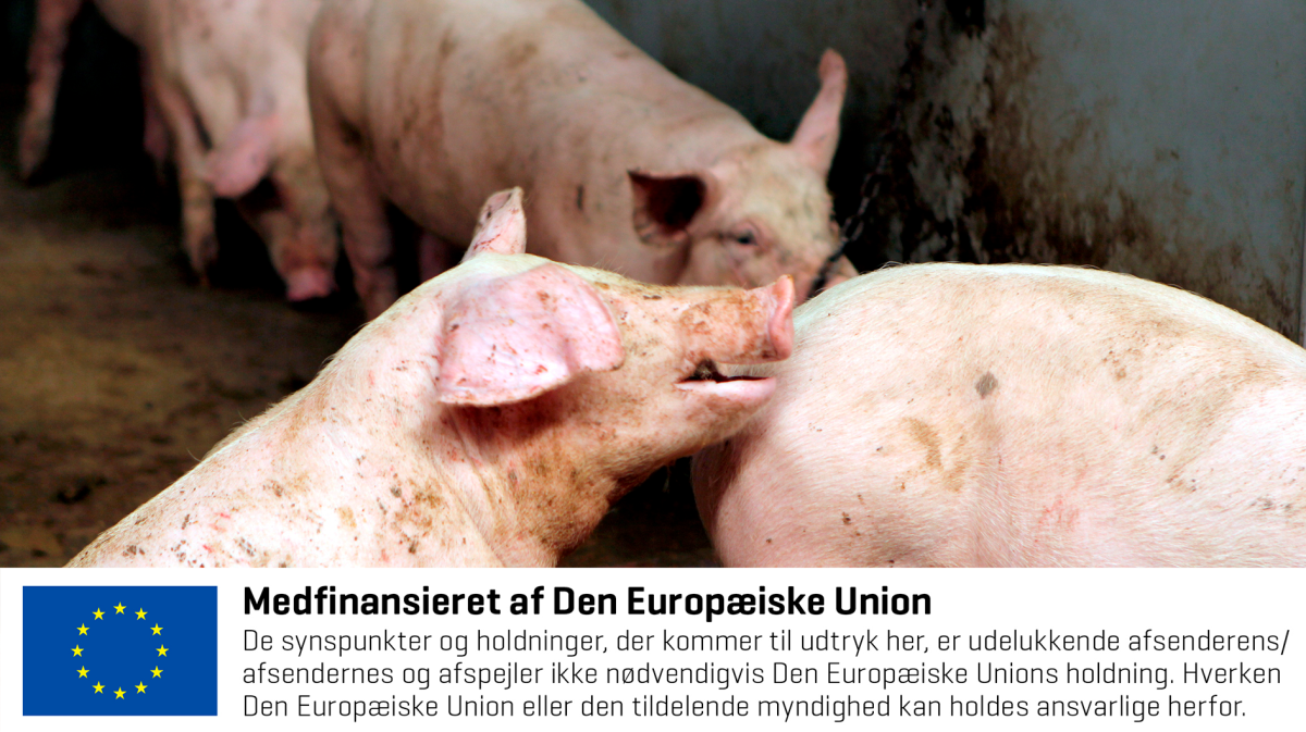 151 millioner kroner er på vej til de danske svineproducenter