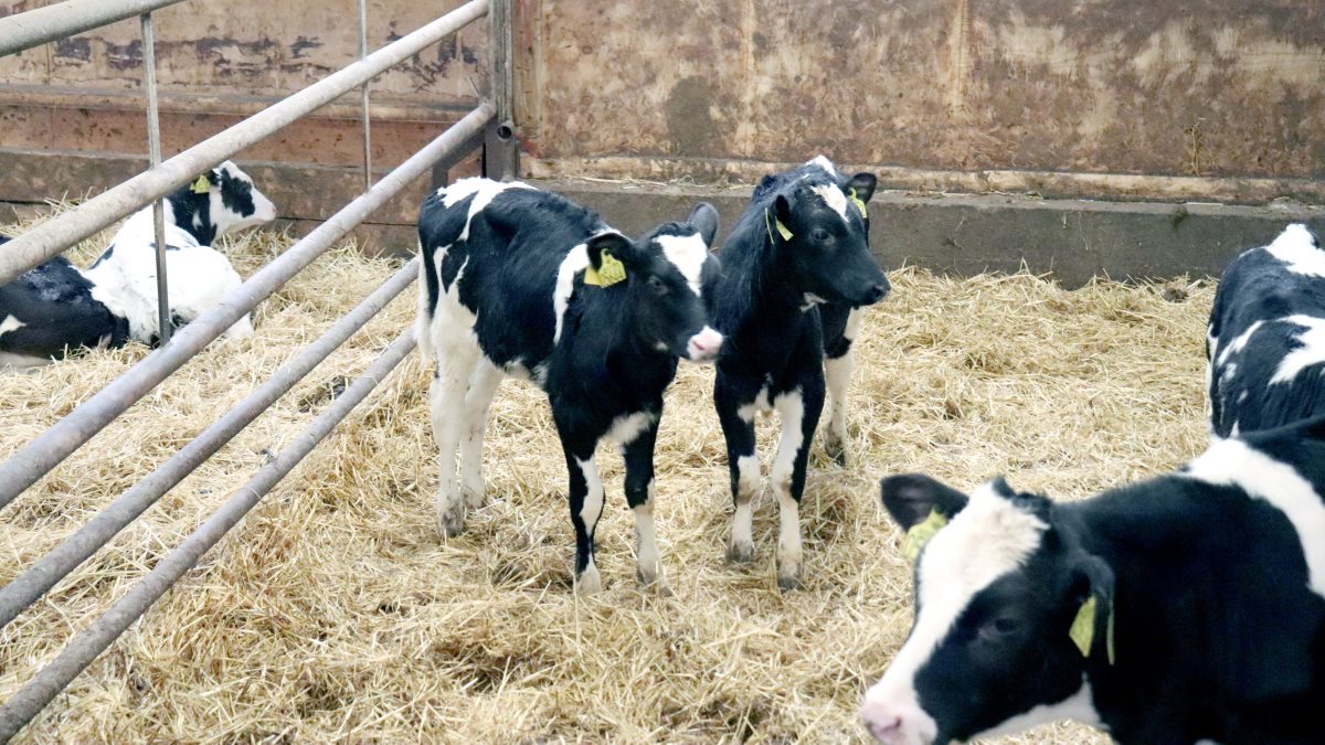 Mere mælk til kalve sikrer vækst og modstandskraft