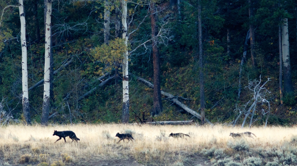 Bestanden af ulve skal mere end halveres fra 355 til 170 i Sverige