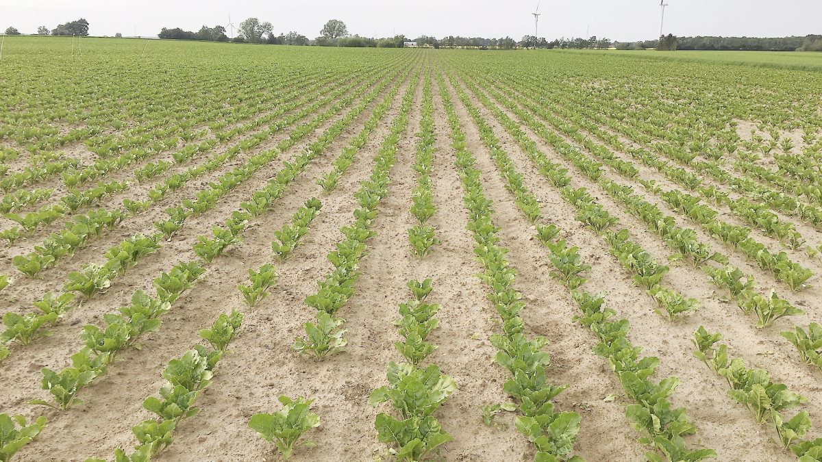 Ny aftale om sukkerroer på plads