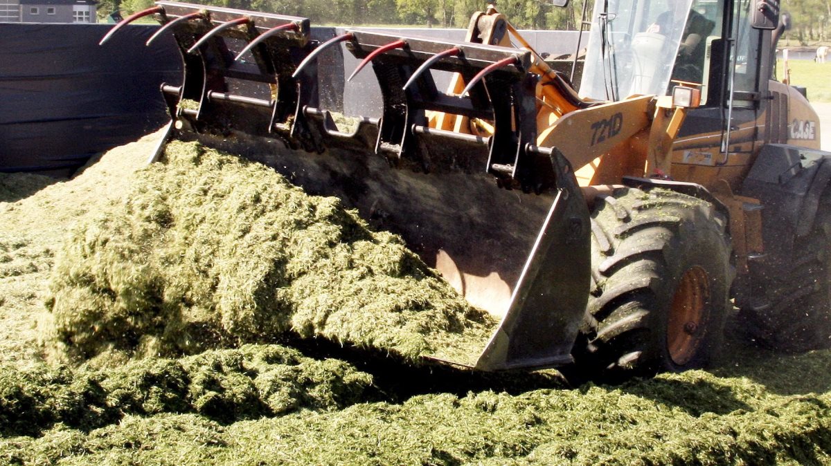 Seges om 1. slæt: Det tyder på et gennemsnitligt udbytte