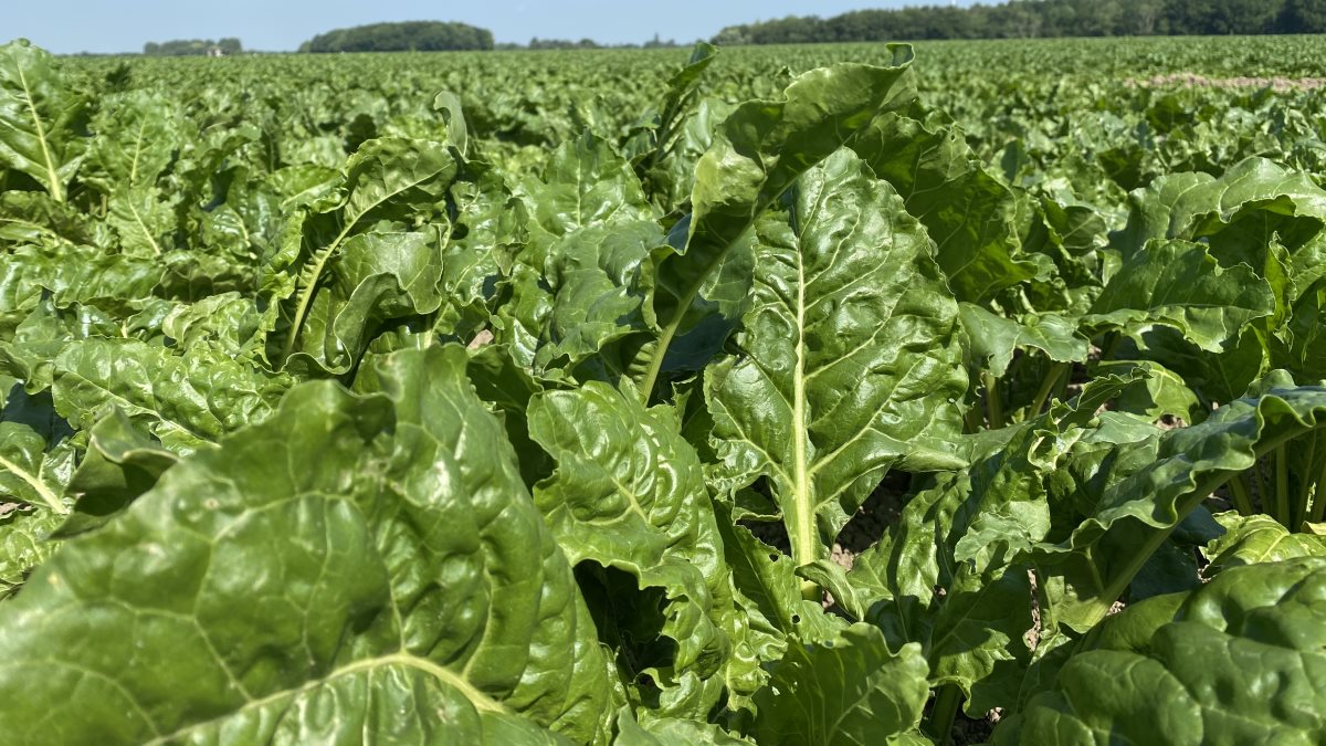 Ukrudtsmiddel må nu også bruges i roer og rødbeder