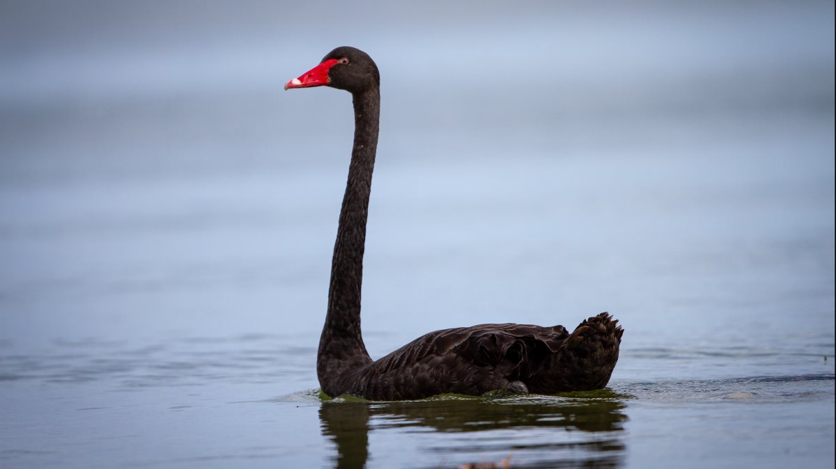 Sort svane: Black Beauty