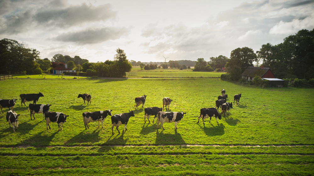 Arla planlægger ny kampagne til at skubbe til den grønne omstilling