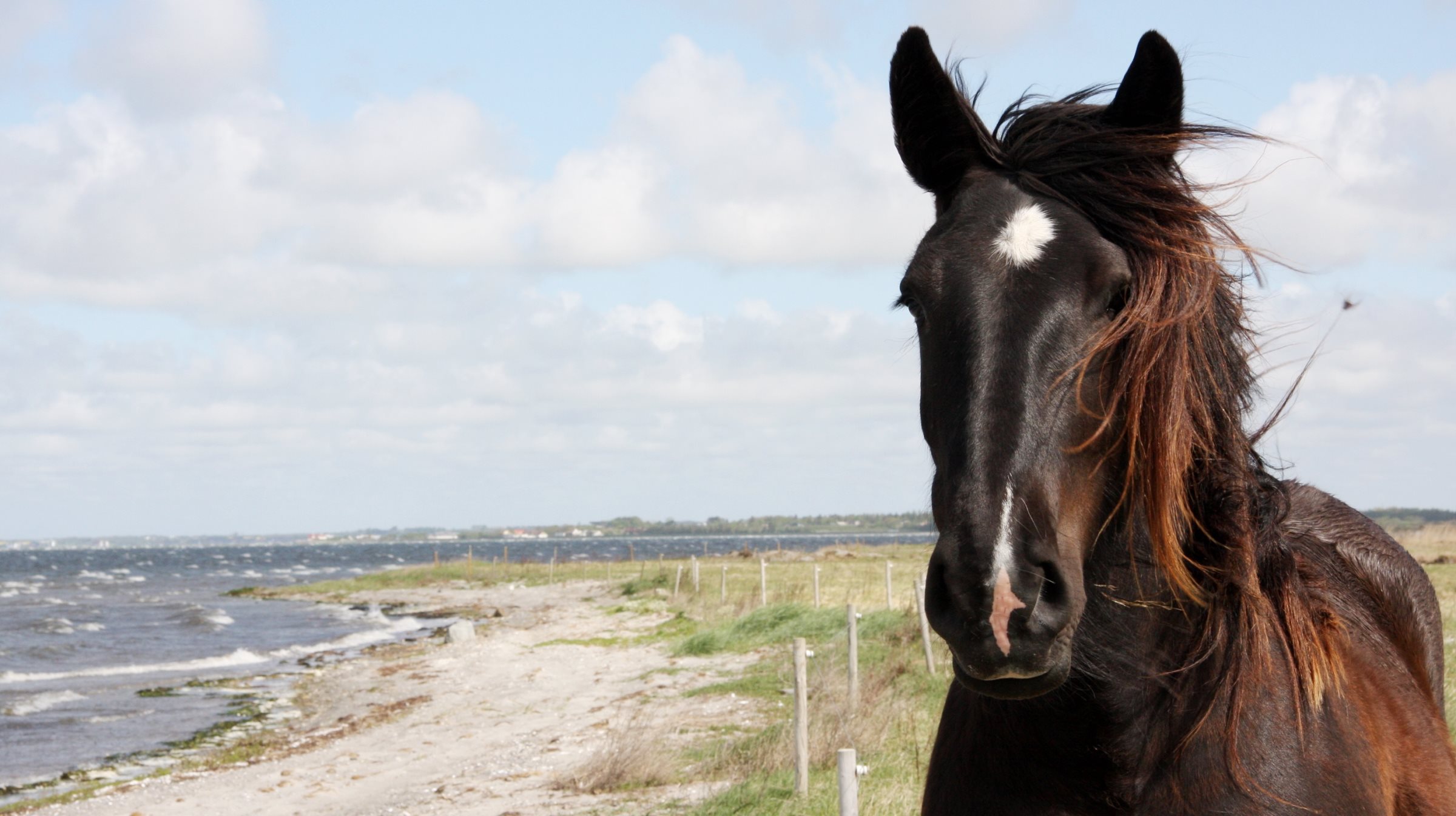 Det handler også om vores relation til heste: En hest er ikke »bare« en ...