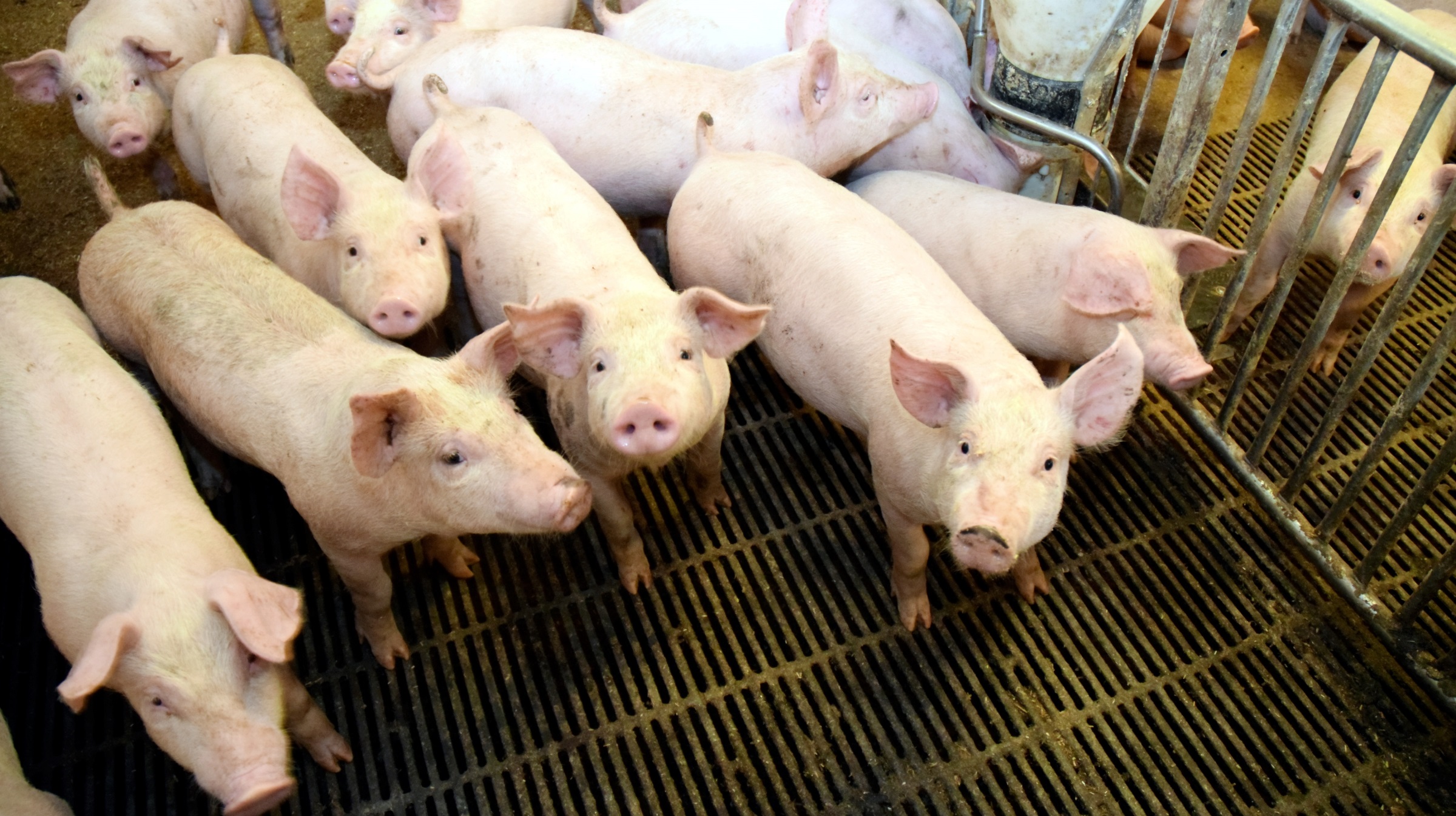 Svineproduktionen i Danmark forventes at stige i 2025