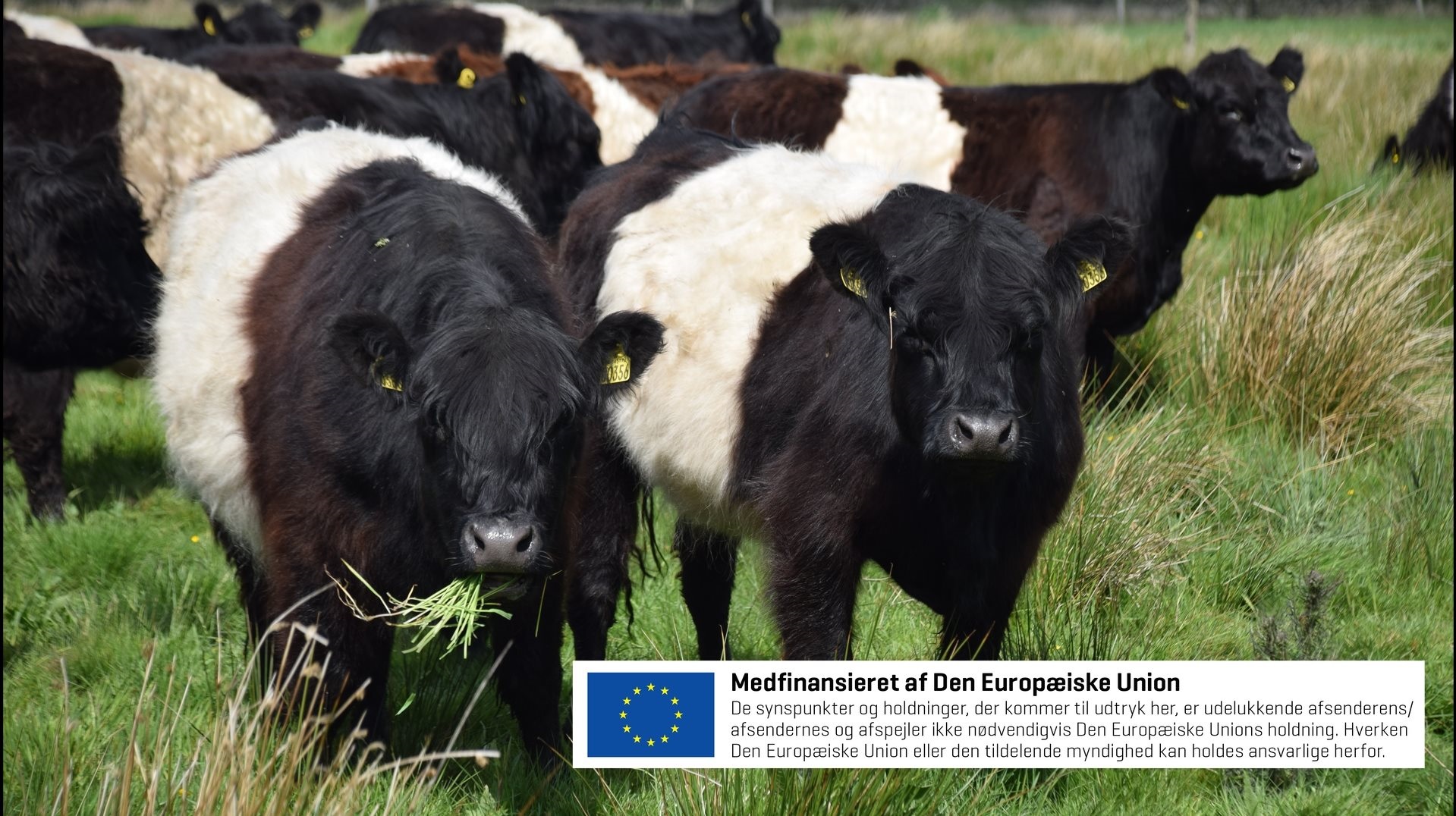 Det ville gavne biodiversiteten, men det er forbudt: - Mærkelige regler ...