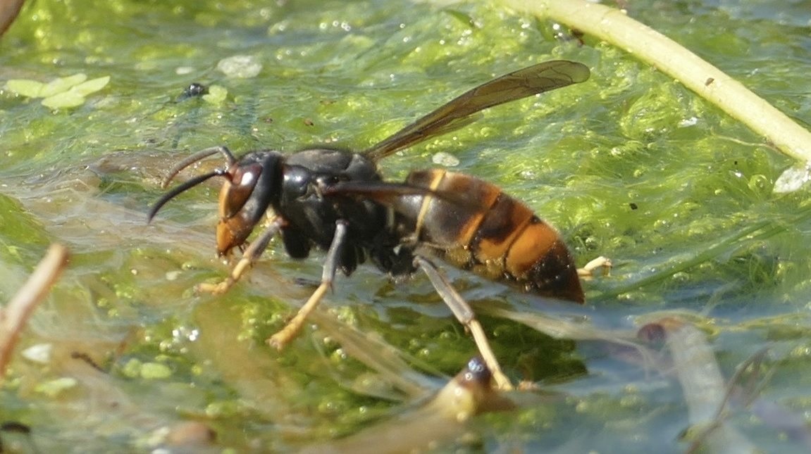 Invasiv hveps fanget på Fyn