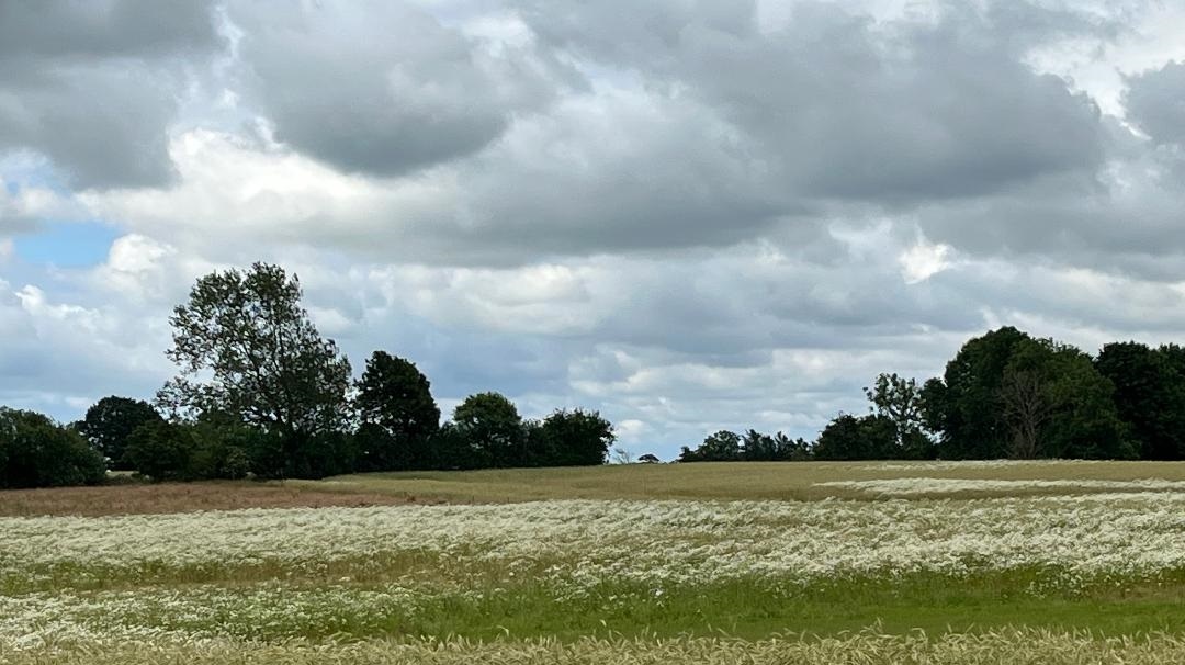 Tallene støtter kritik: Færre bioordninger at vælge mellem i Danmark