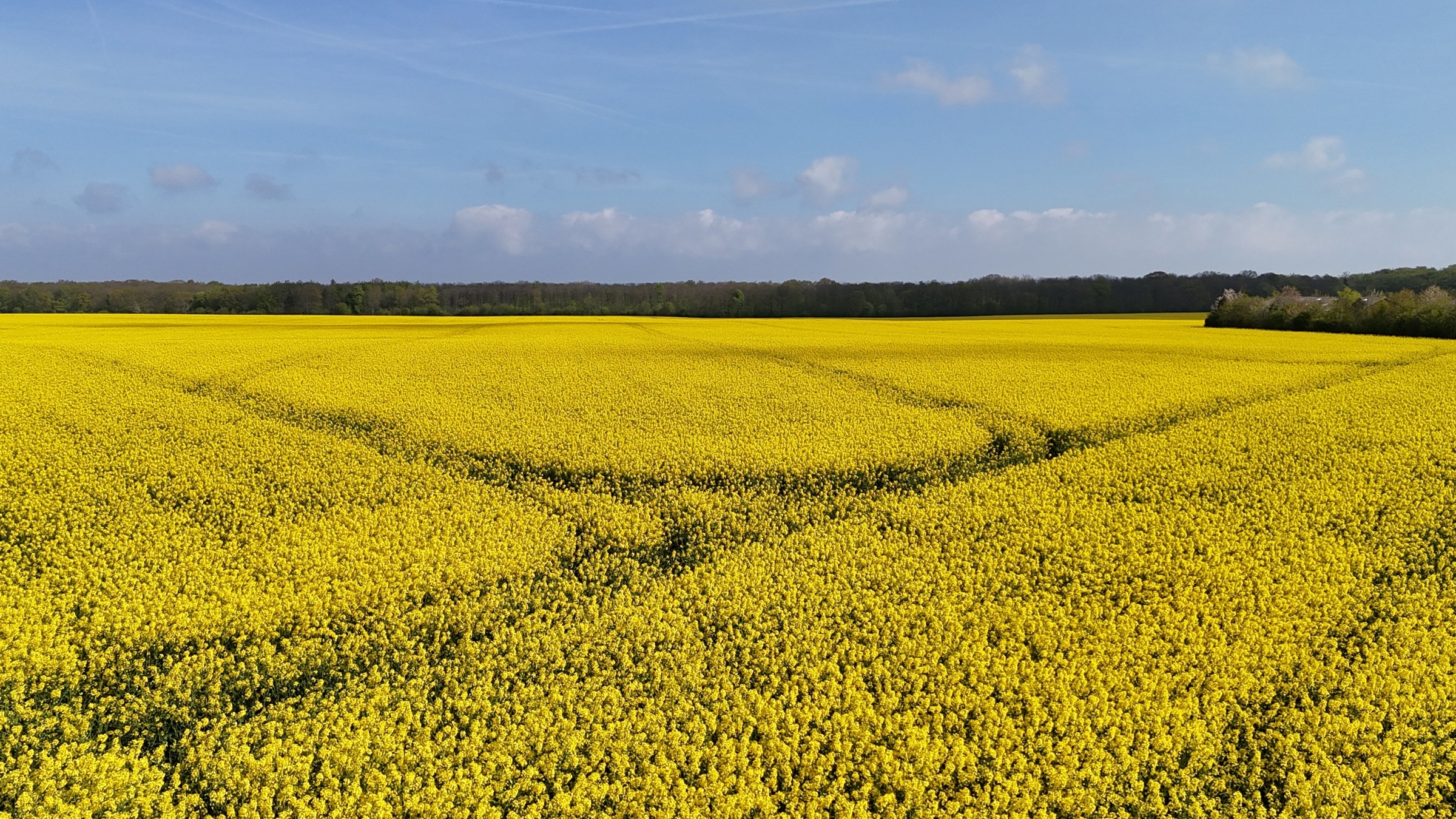 AgroMarkets ser risiko for sommerkorrektion i raps