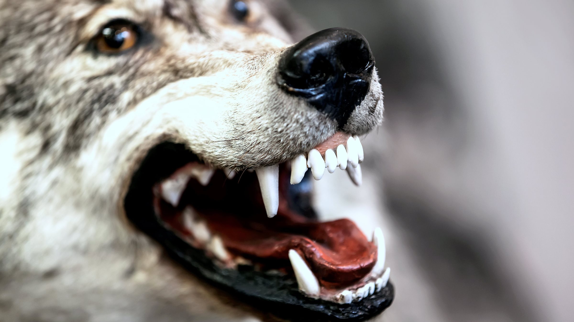 I det fjerne hører jeg råbet: »Ulven kommer!«