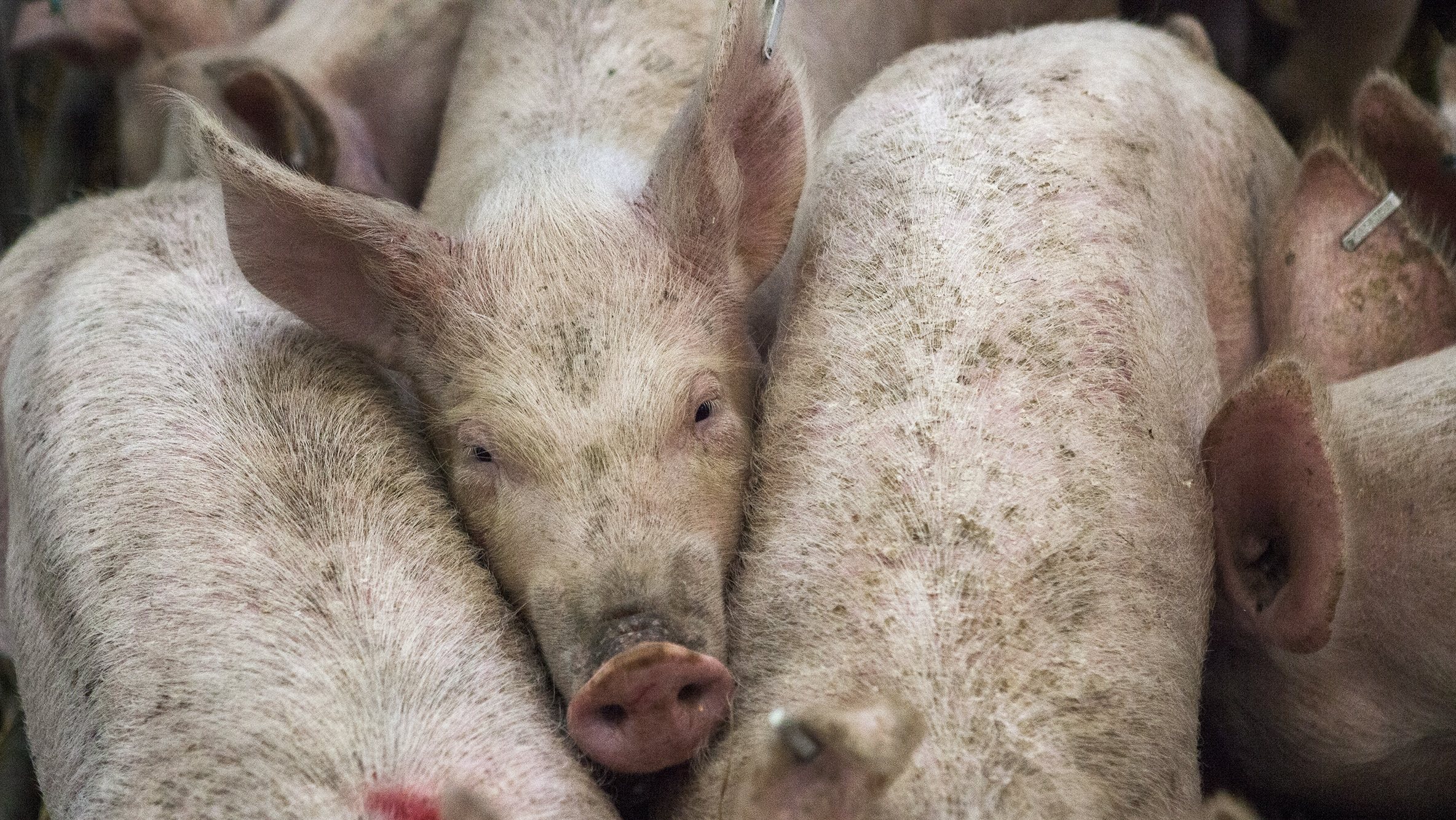 Forskere bekymrede: Influenzavirus i svin kan udløse ny pandemi hos ...