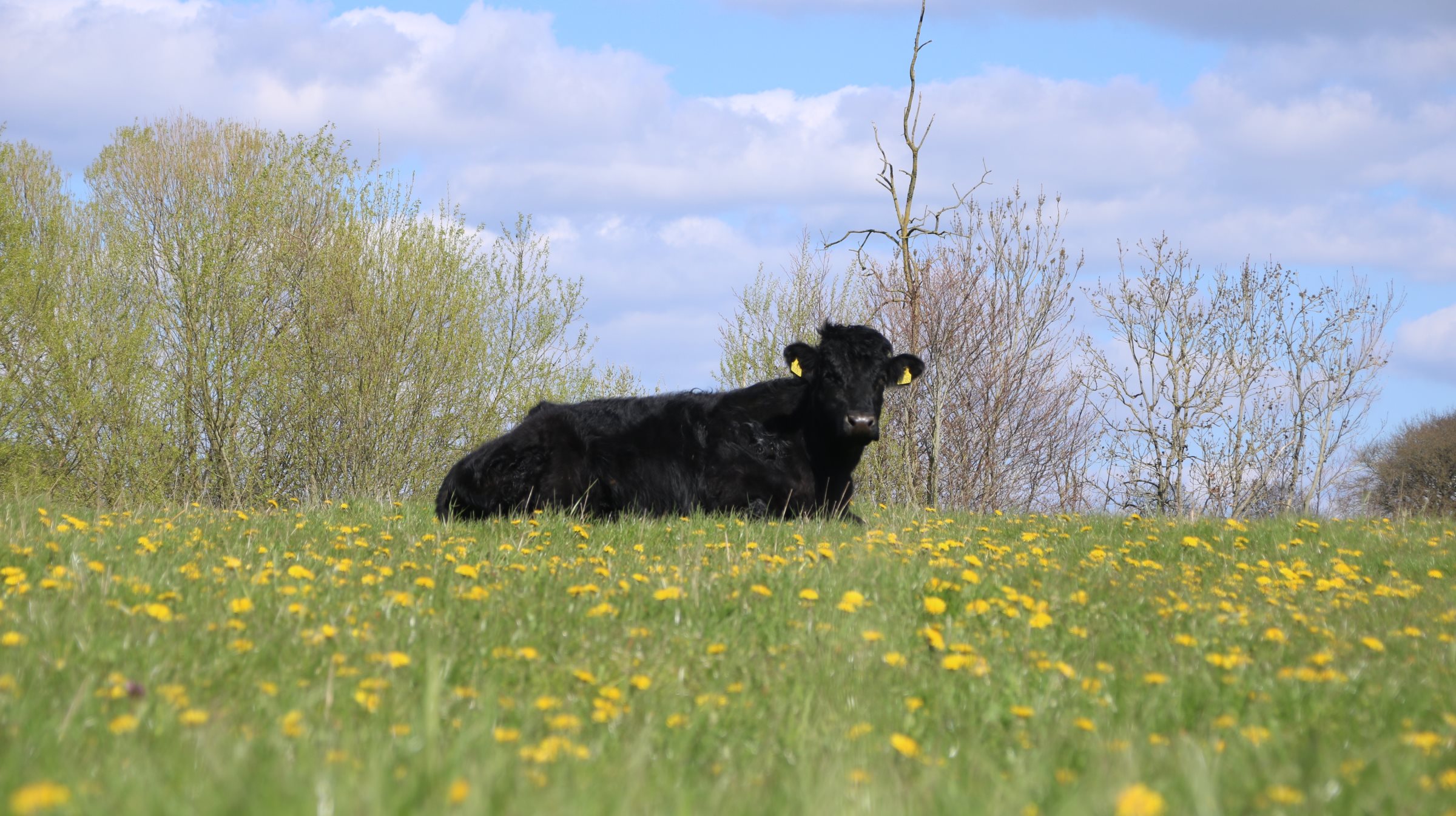 Velkommen i folden hos seks besætninger